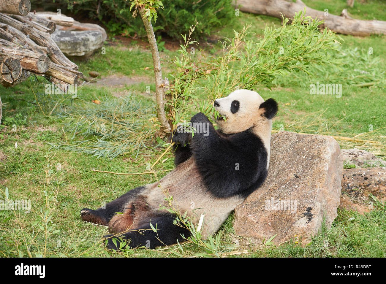 Giant panda at Beauval Stock Photo - Alamy