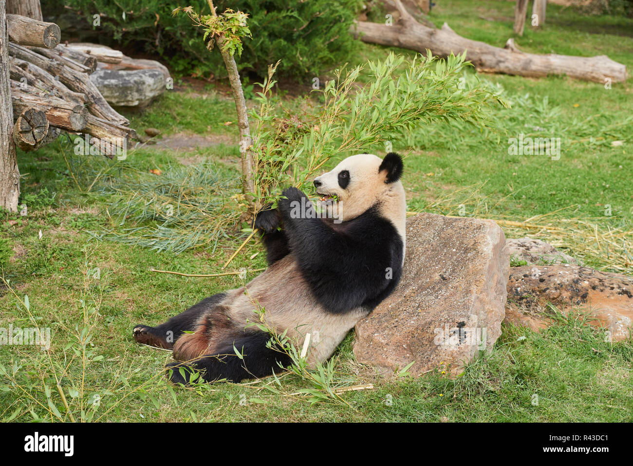 Giant panda at Beauval Stock Photo - Alamy