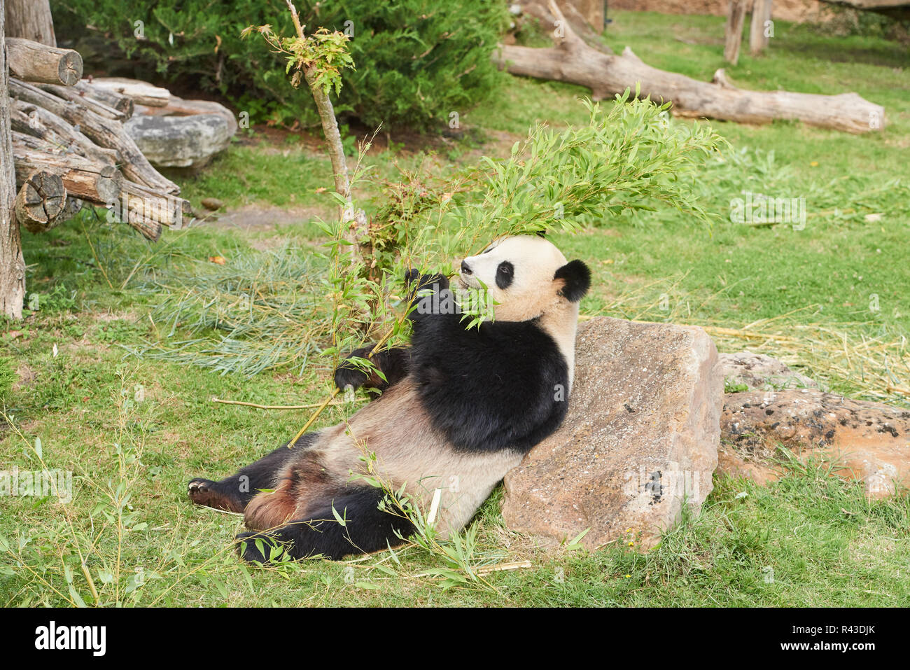 Giant panda at Beauval Stock Photo - Alamy