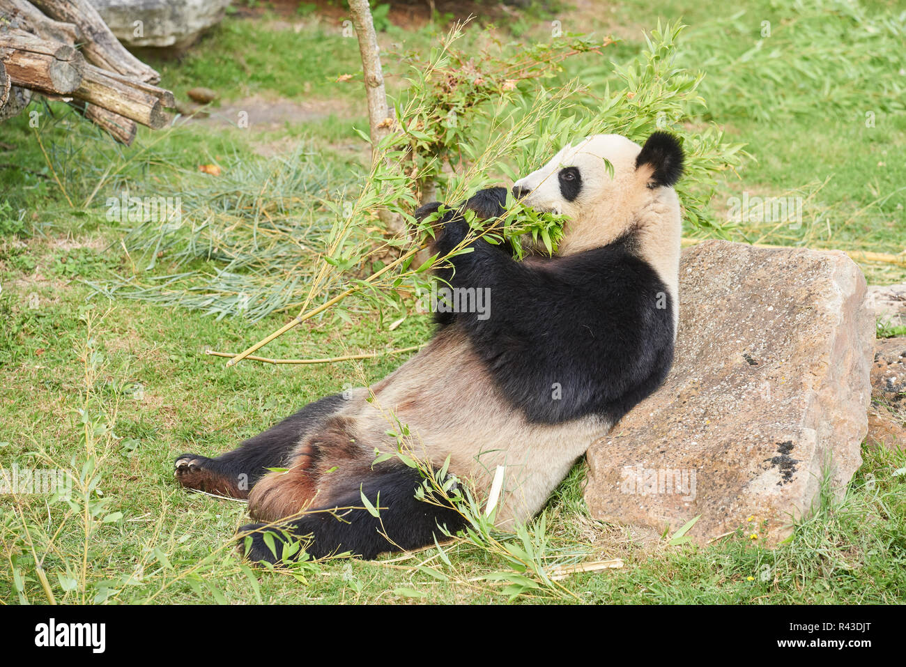 Giant panda at Beauval Stock Photo - Alamy