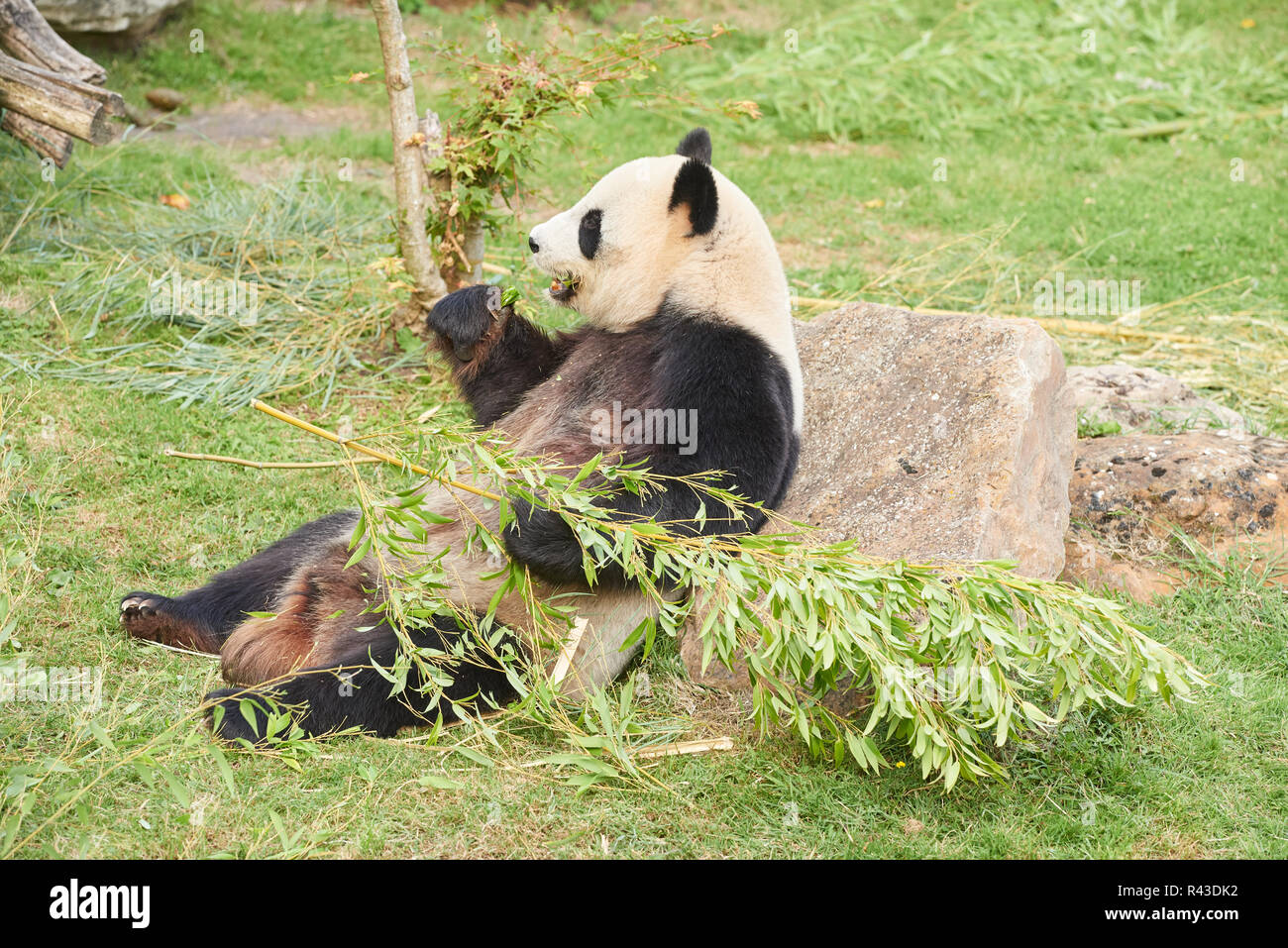Giant panda at Beauval Stock Photo - Alamy