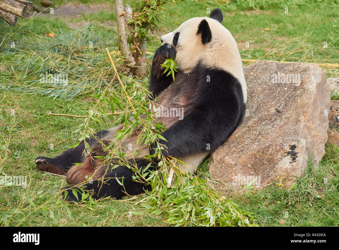 Giant panda at Beauval Stock Photo - Alamy