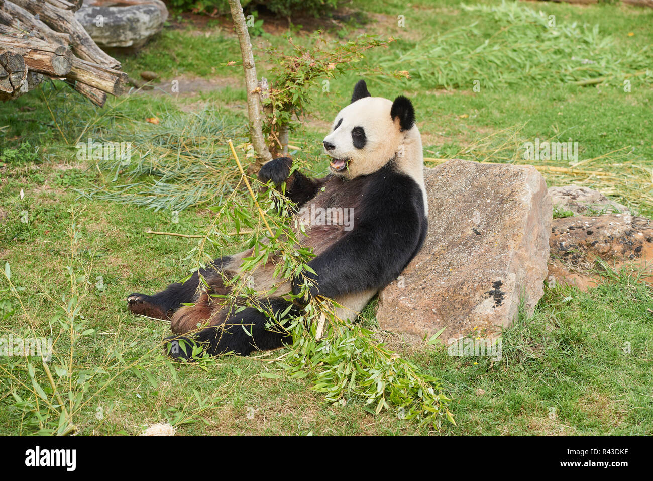 Giant panda at Beauval Stock Photo - Alamy