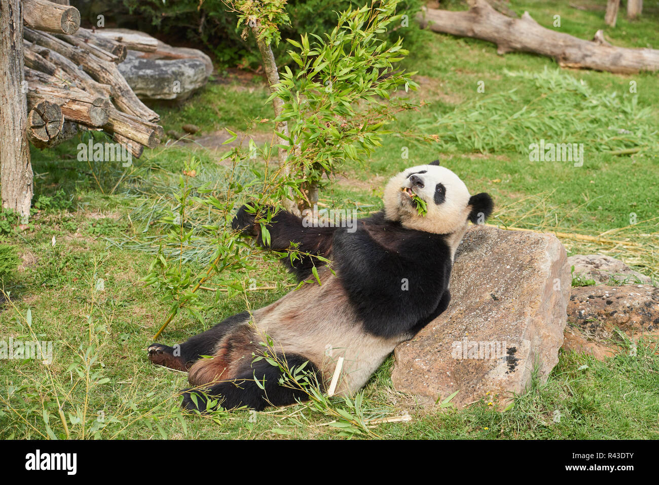 Giant panda at Beauval Stock Photo - Alamy