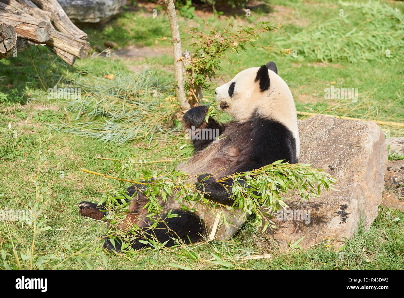 Giant panda at Beauval Stock Photo - Alamy