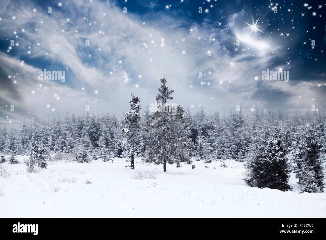 Christmas background with snowy fir trees Stock Photo - Alamy Christmas background with snowy fir trees Stock Photo - Alamy