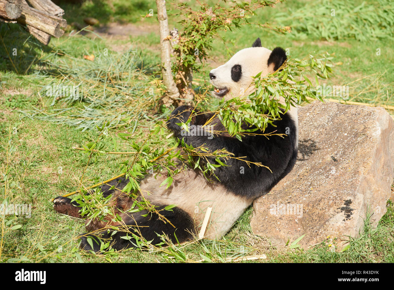 Beauval Zoo Panda High Resolution Stock Photography and Images - Alamy