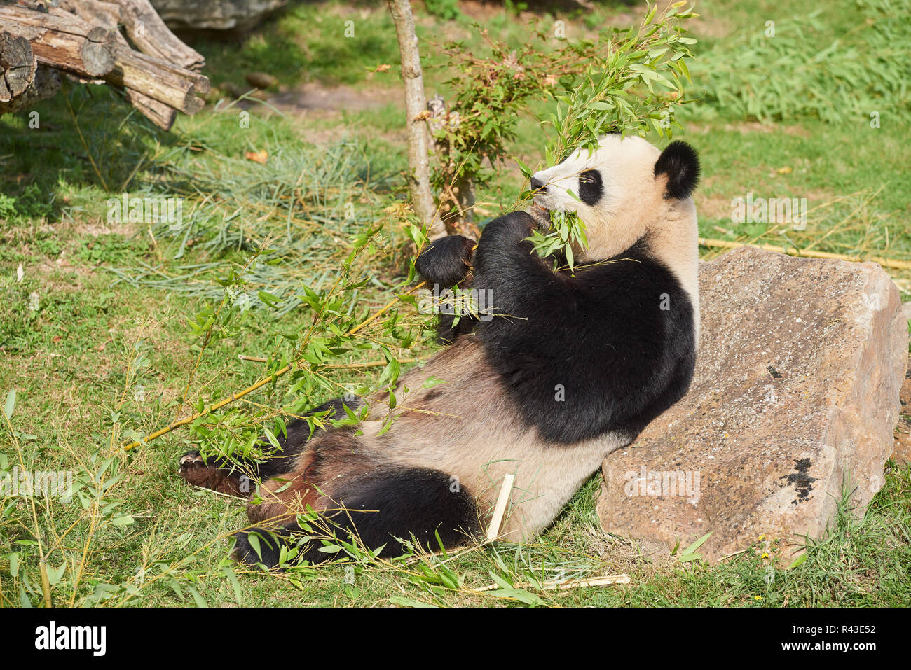 Giant panda at Beauval Stock Photo - Alamy