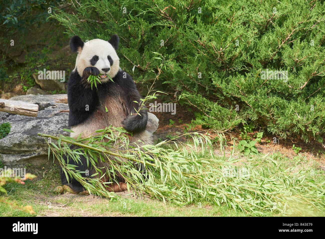 Giant panda at Beauval Stock Photo - Alamy