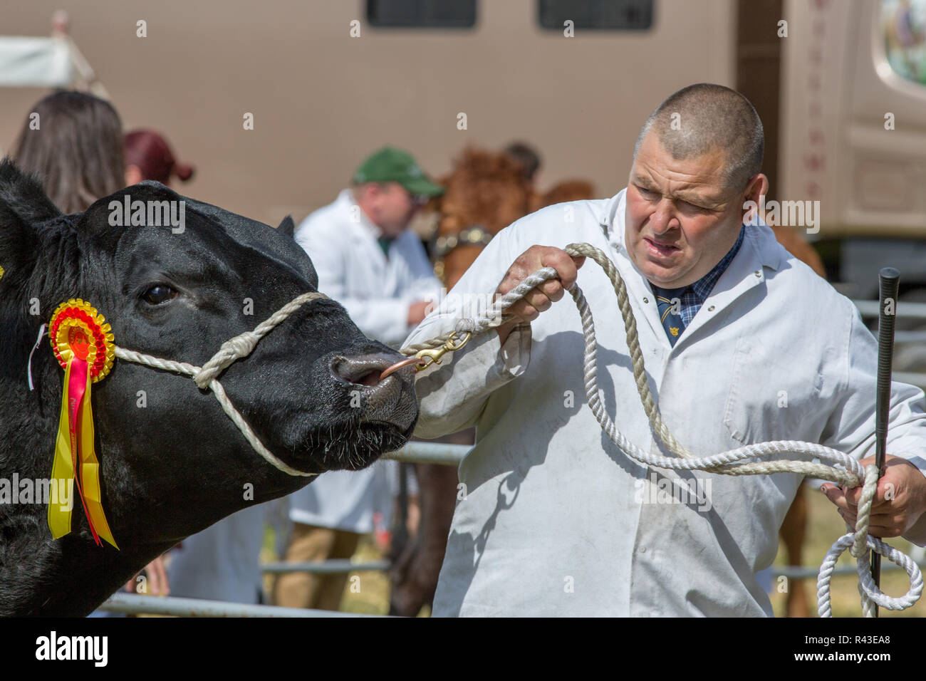 Parading cattle hi-res stock photography and images - Alamy