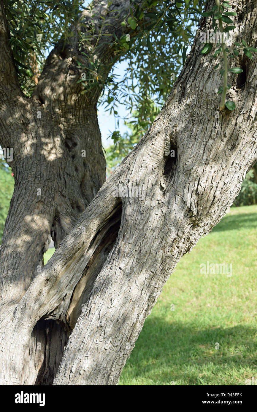olive tree trunk Stock Photo - Alamy