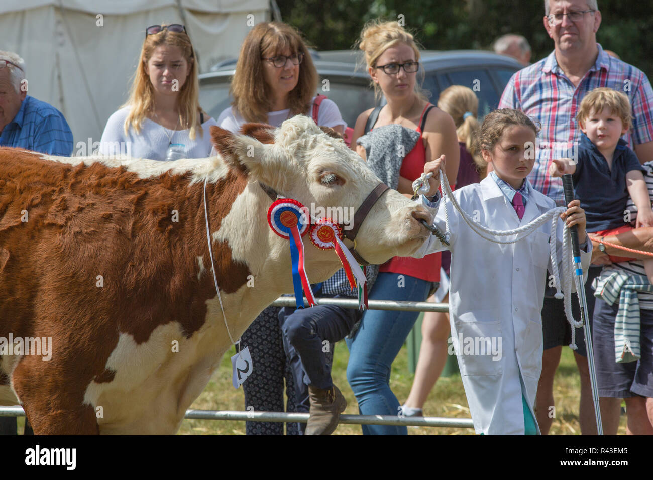 Female domestic cattle hi-res stock photography and images - Alamy