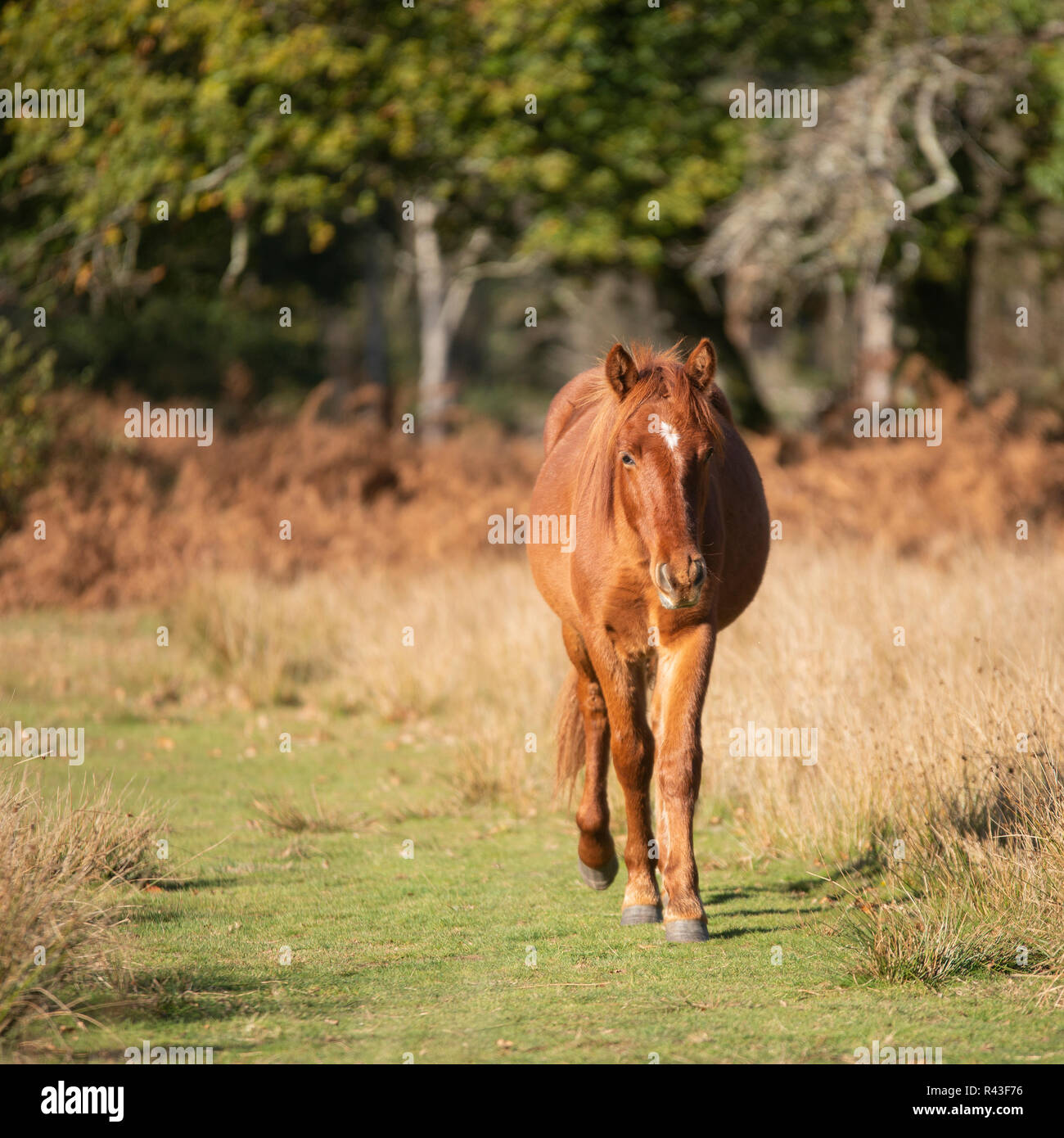 Beautiful New Forest pony in Autumn woodland landscape with vibrant ...