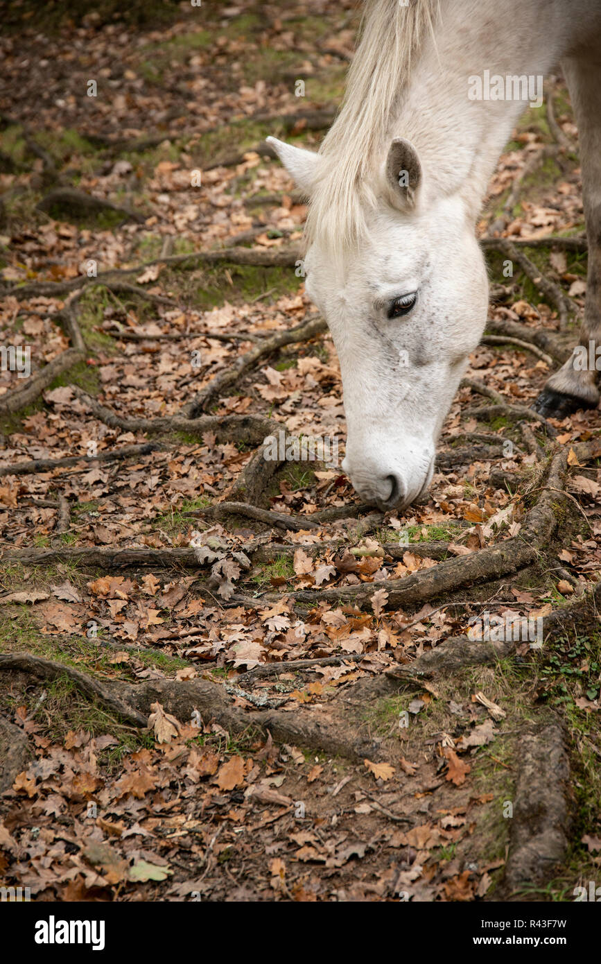 Beautiful New Forest pony in Autumn woodland landscape with vibrant ...