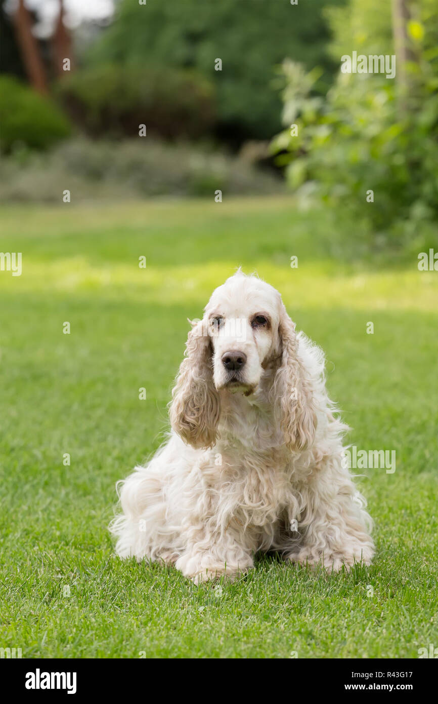 outdoor portrait of english cocker spaniel Stock Photo - Alamy
