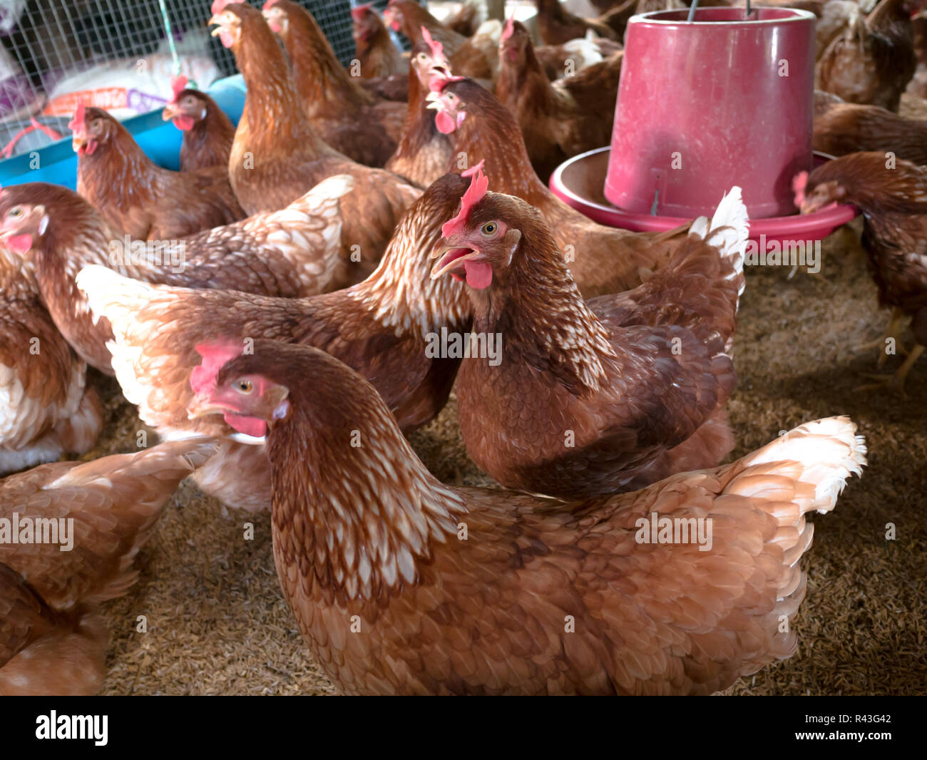 The chicken is eating food. Many chickens are in the farm. Select focus ...