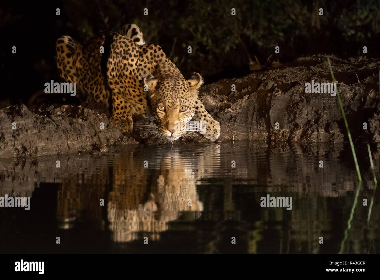 Leopard drink hi-res stock photography and images - Alamy