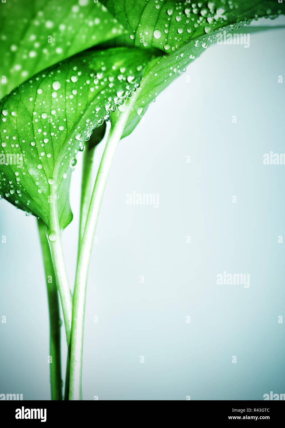 Spring plant fresh leaves border nature wet green hi-res stock ...