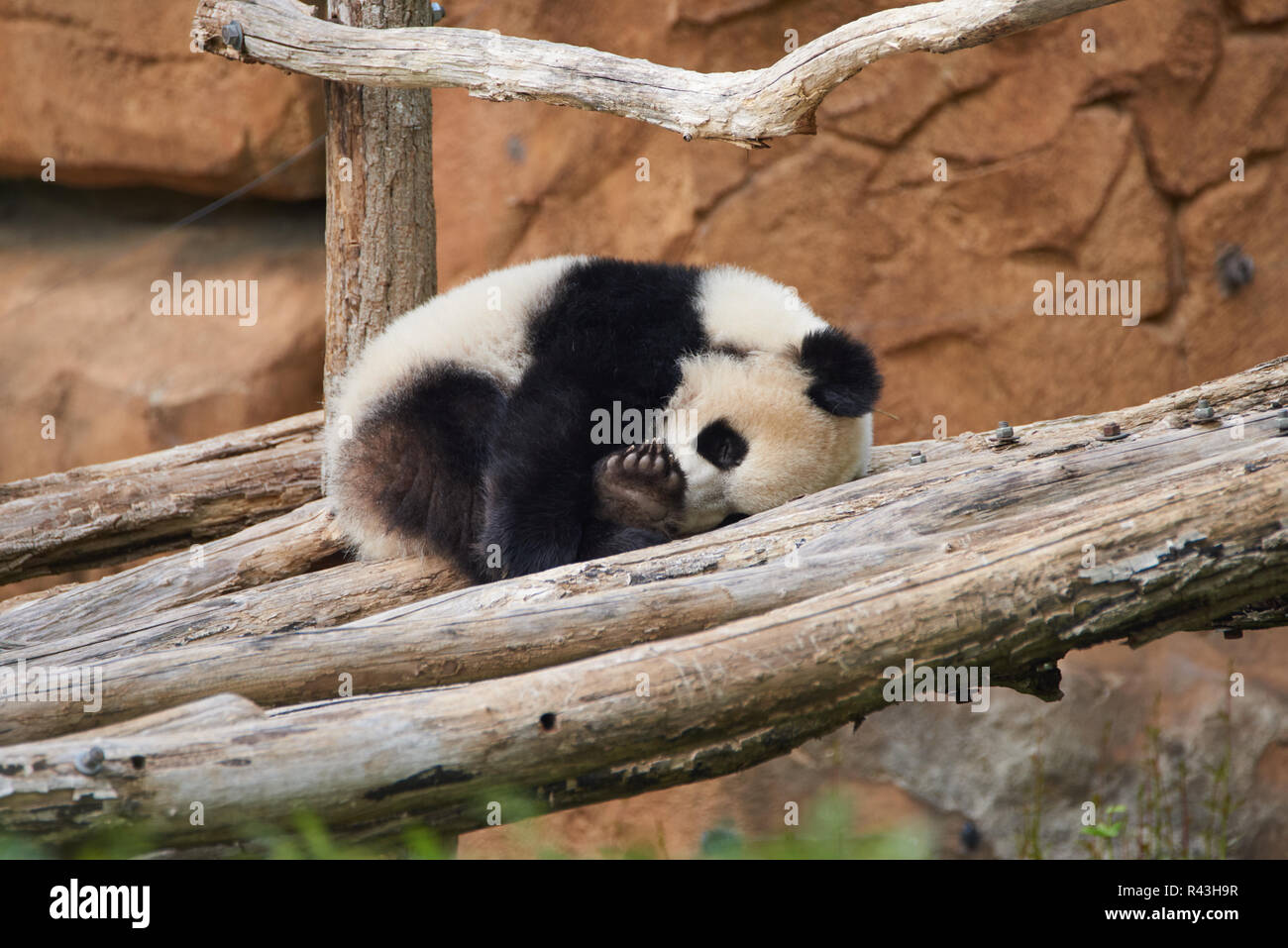 Giant panda at Beauval Stock Photo - Alamy