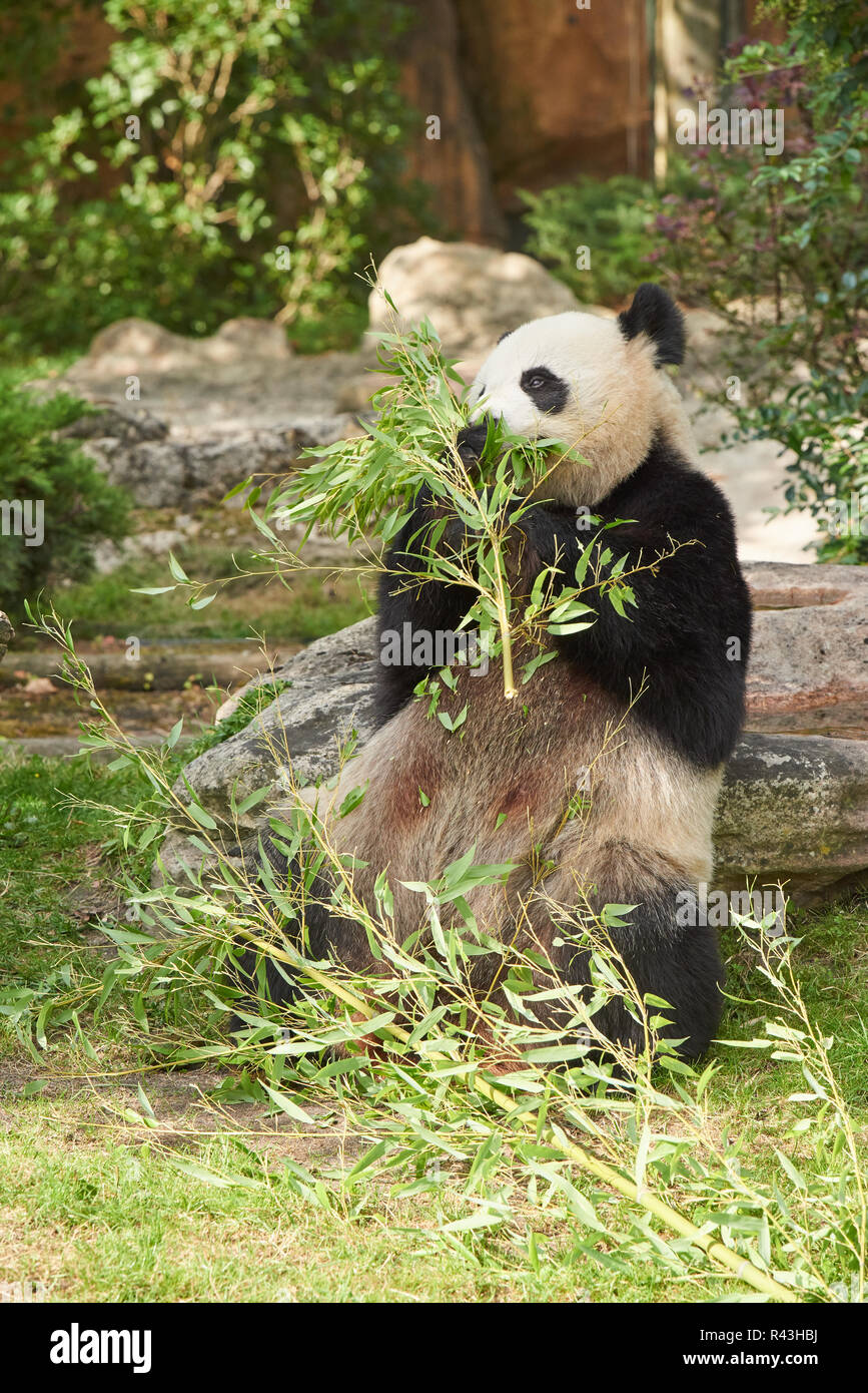 Giant panda at Beauval Stock Photo - Alamy