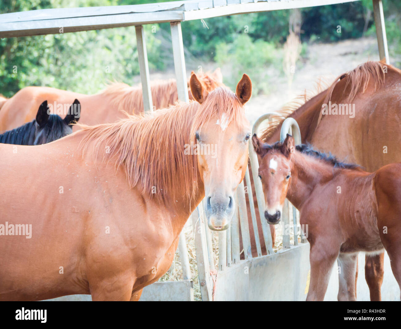Euros with dark background Stock Photo - Alamy