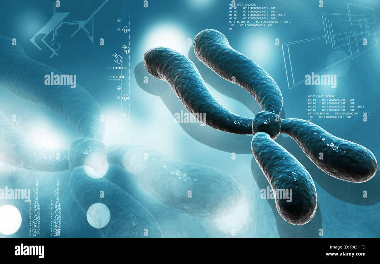 Human x and y chromosome hi-res stock photography and images - Alamy