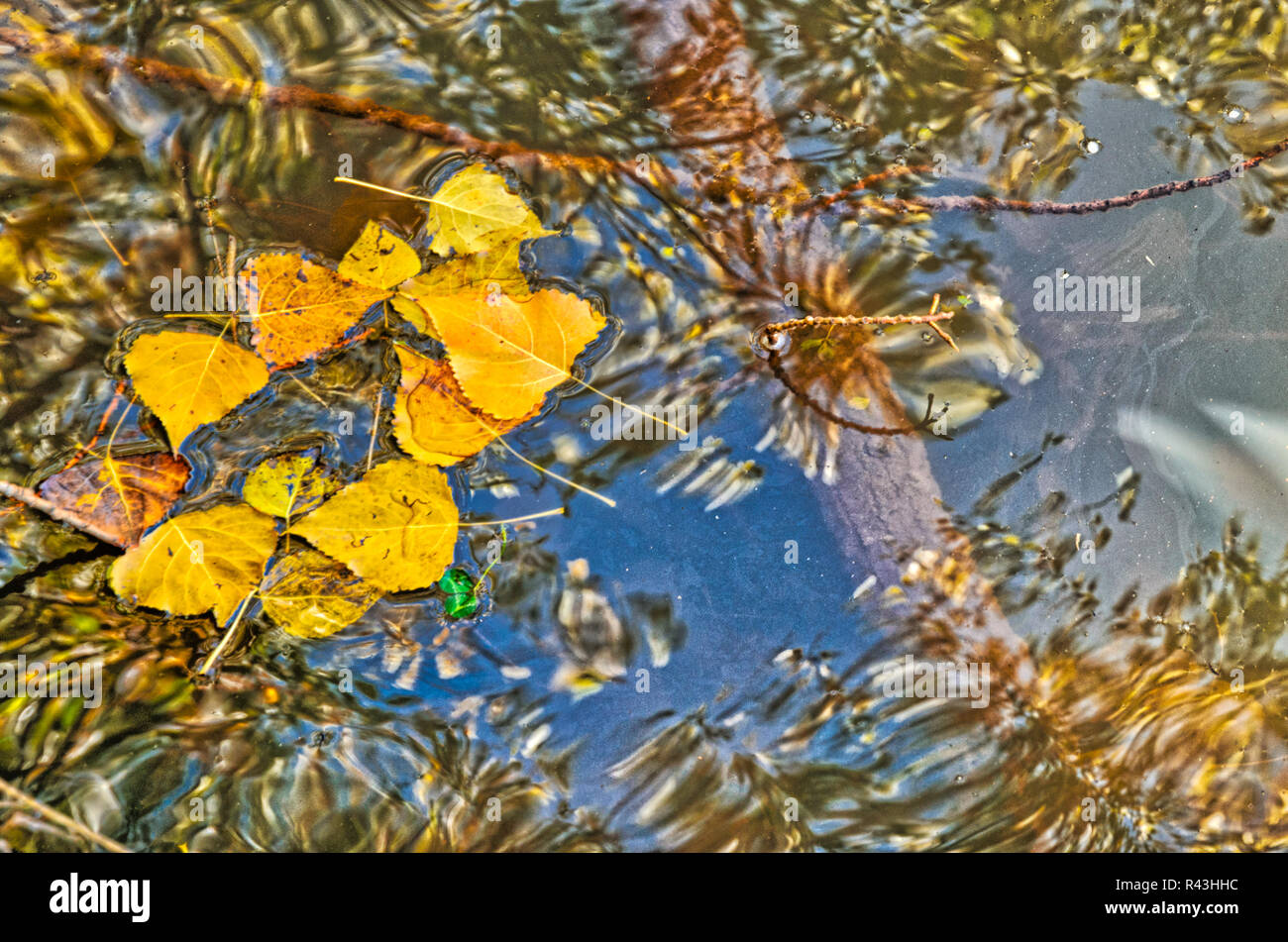 beautiful autumn forest lake in Ifrane, Morocco. autumn leaves fall ...