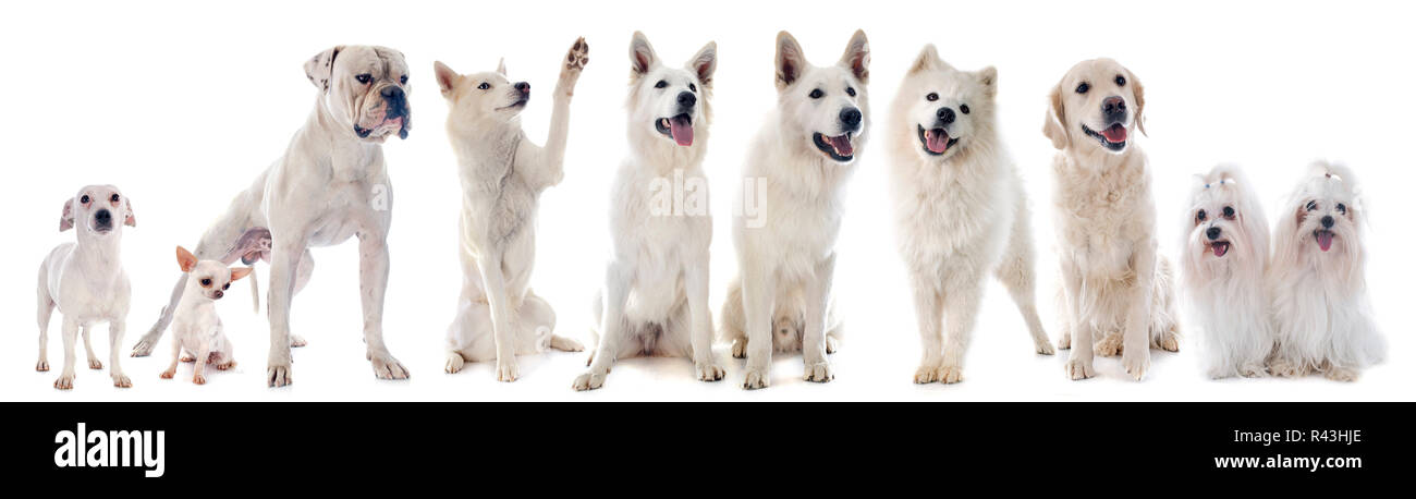 Group of pets white background hi-res stock photography and images - Alamy
