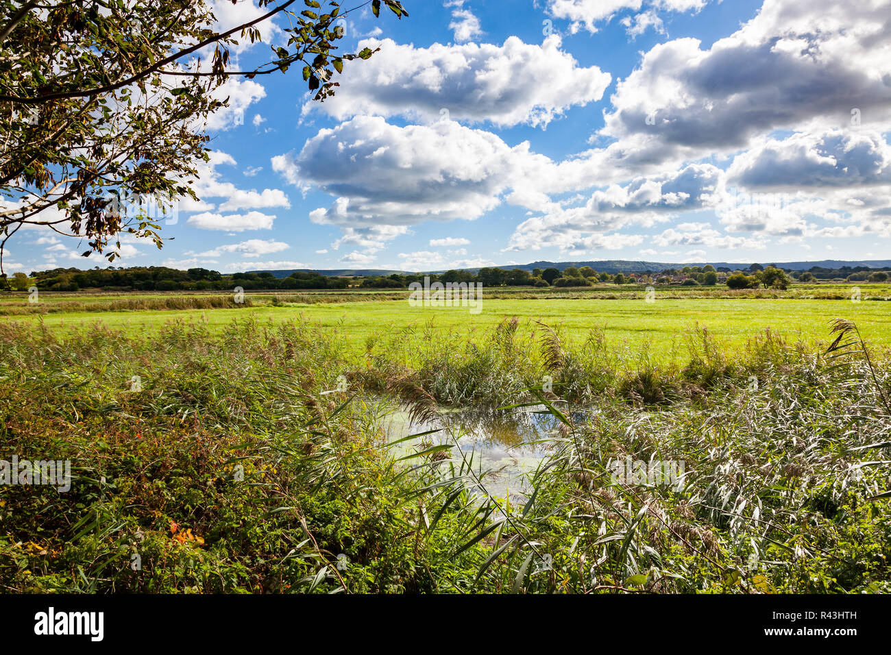 Wetland on the banks of the River Frome Dorset Engladn UK Europe Stock ...