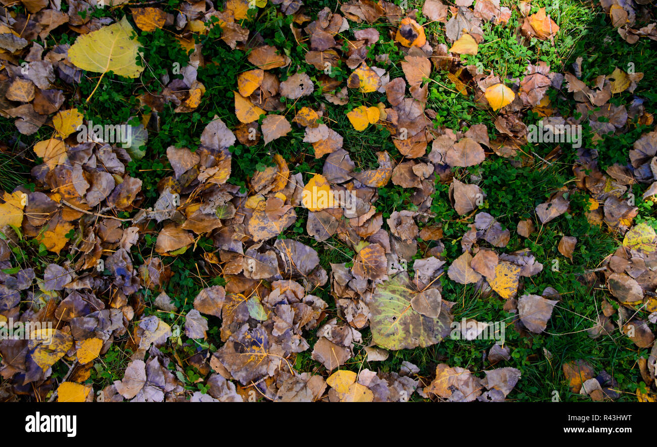 beautiful autumn forest lake in Ifrane, Morocco. autumn leaves fall ...