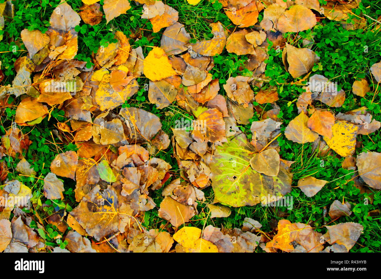 beautiful autumn forest lake in Ifrane, Morocco. autumn leaves fall ...