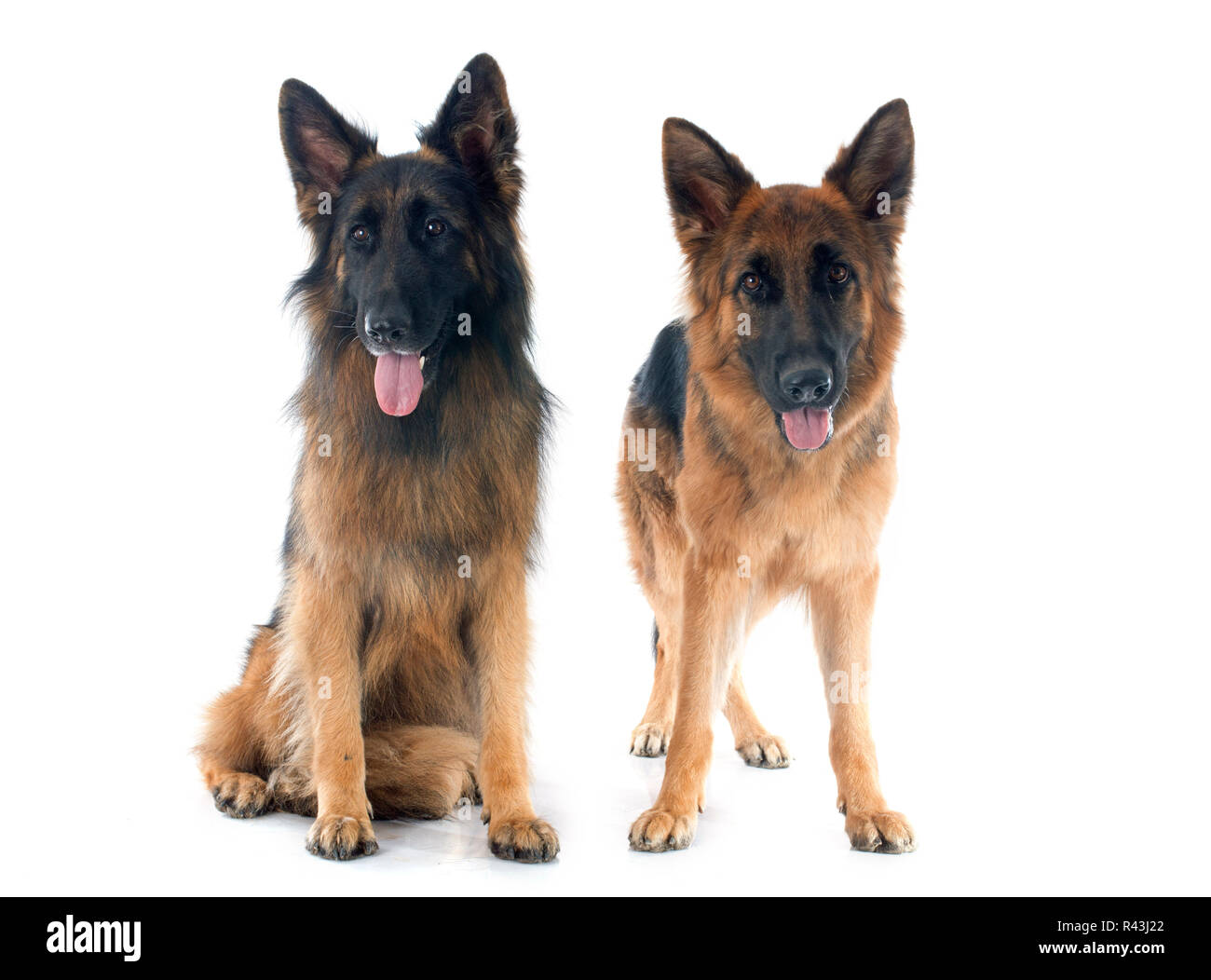 German shepherds hi-res stock photography and images - Alamy