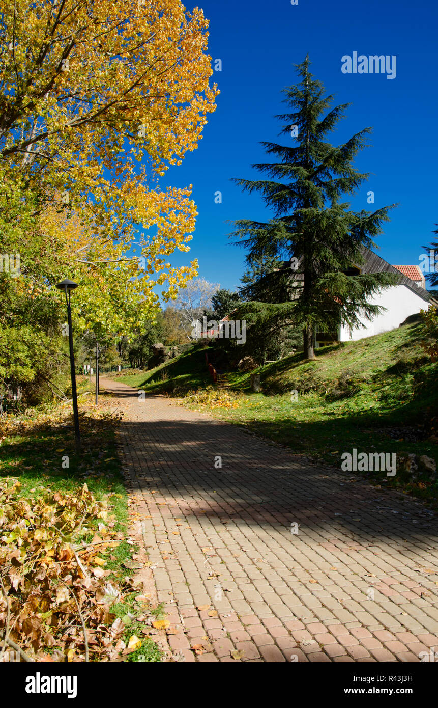 beautiful autumn forest lake in Ifrane, Morocco. autumn leaves fall ...
