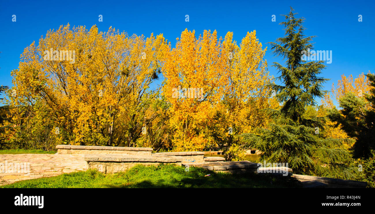 beautiful autumn forest lake in Ifrane, Morocco. autumn leaves fall ...