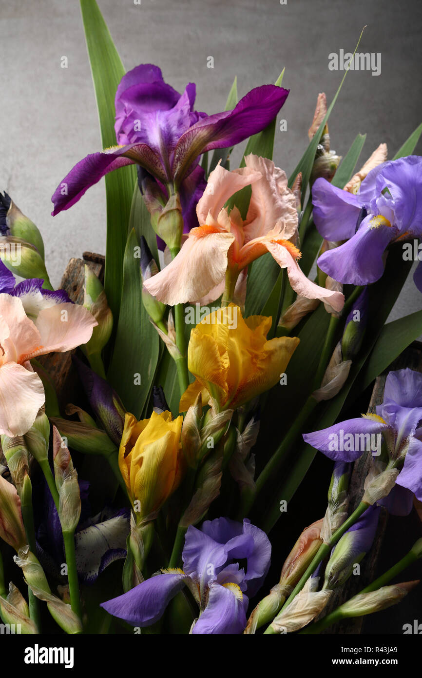 Fresh iris blooms in bouquet Stock Photo - Alamy