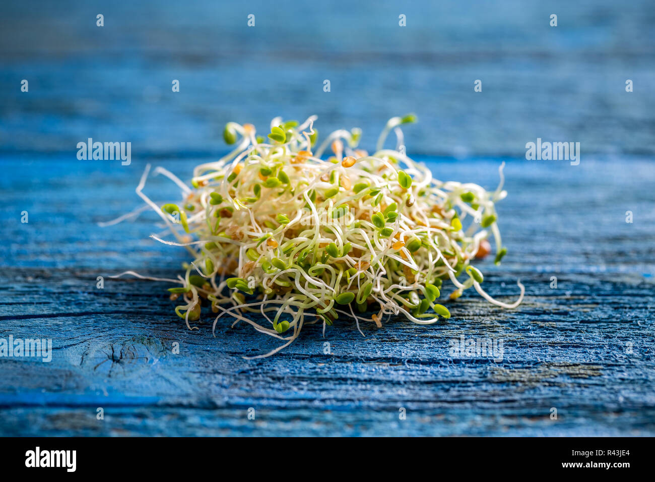 Sprouted red clover seeds Stock Photo - Alamy