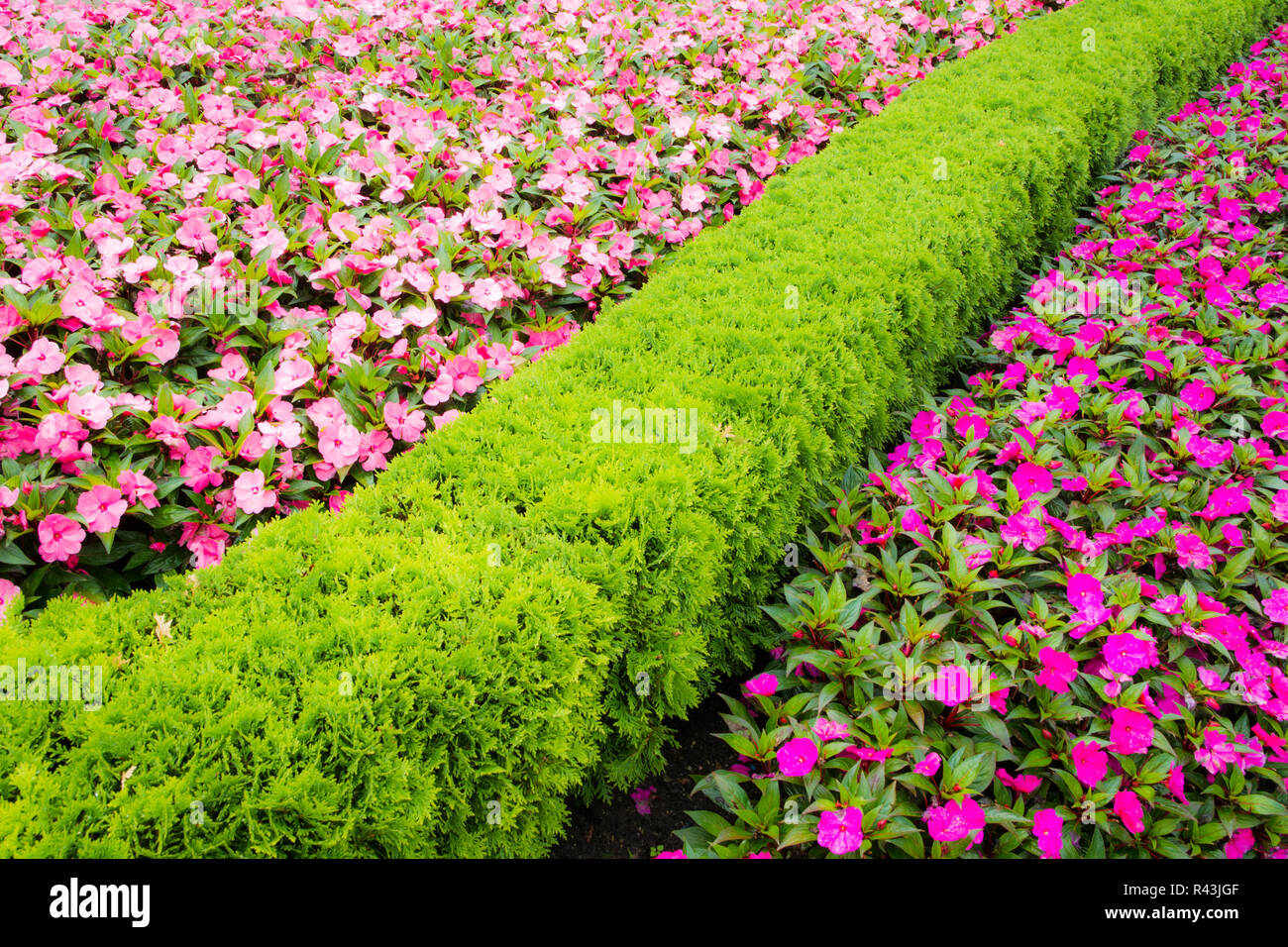 Flowers and Thuja Stock Photo - Alamy
