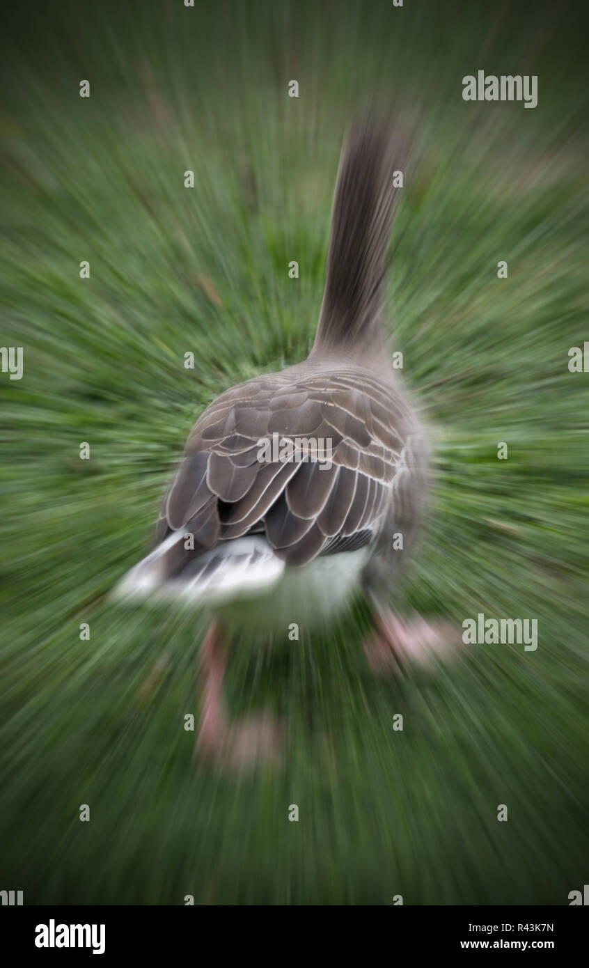 goose runs away quickly Stock Photo - Alamy
