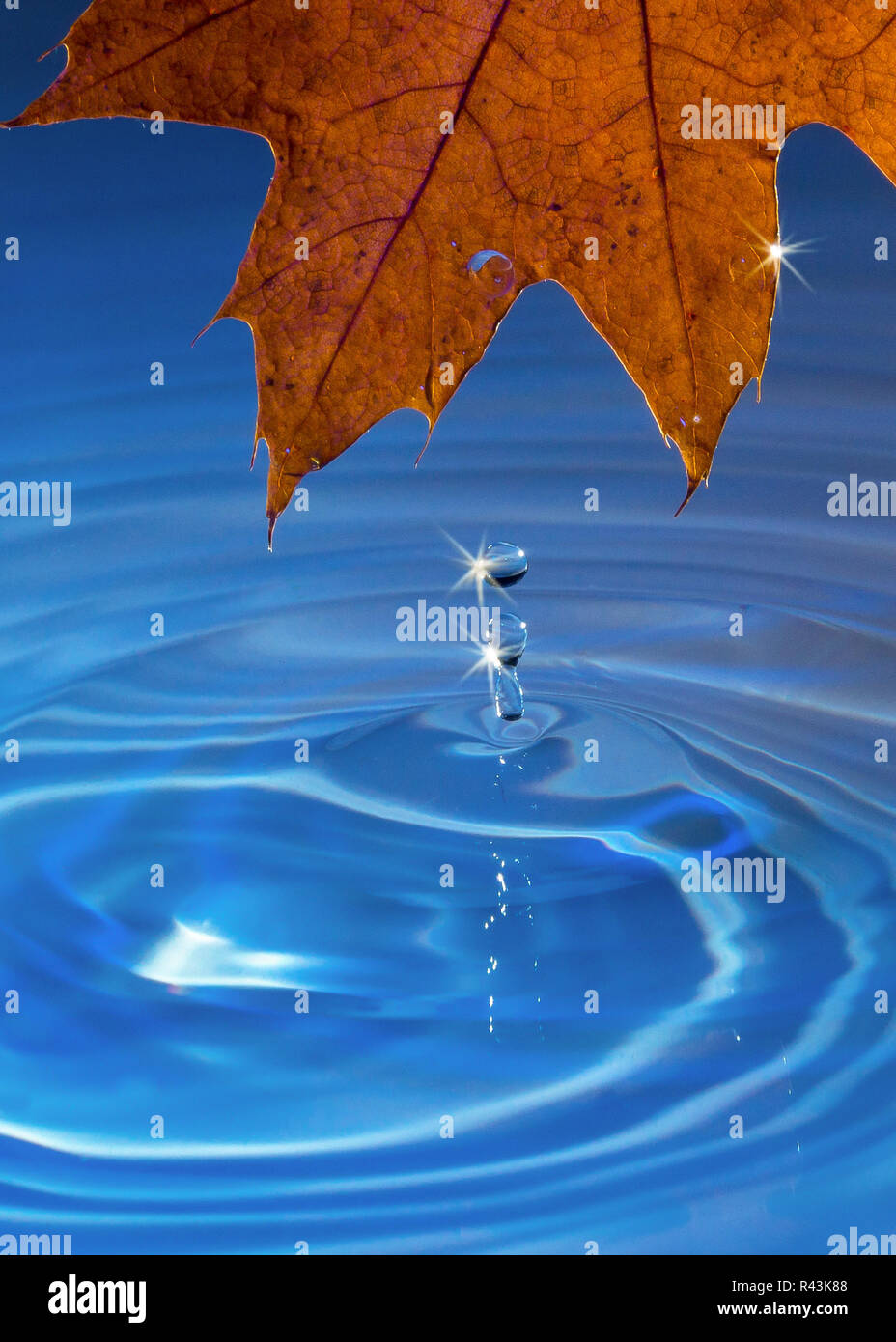 Drop water drips from leaf hi-res stock photography and images - Alamy