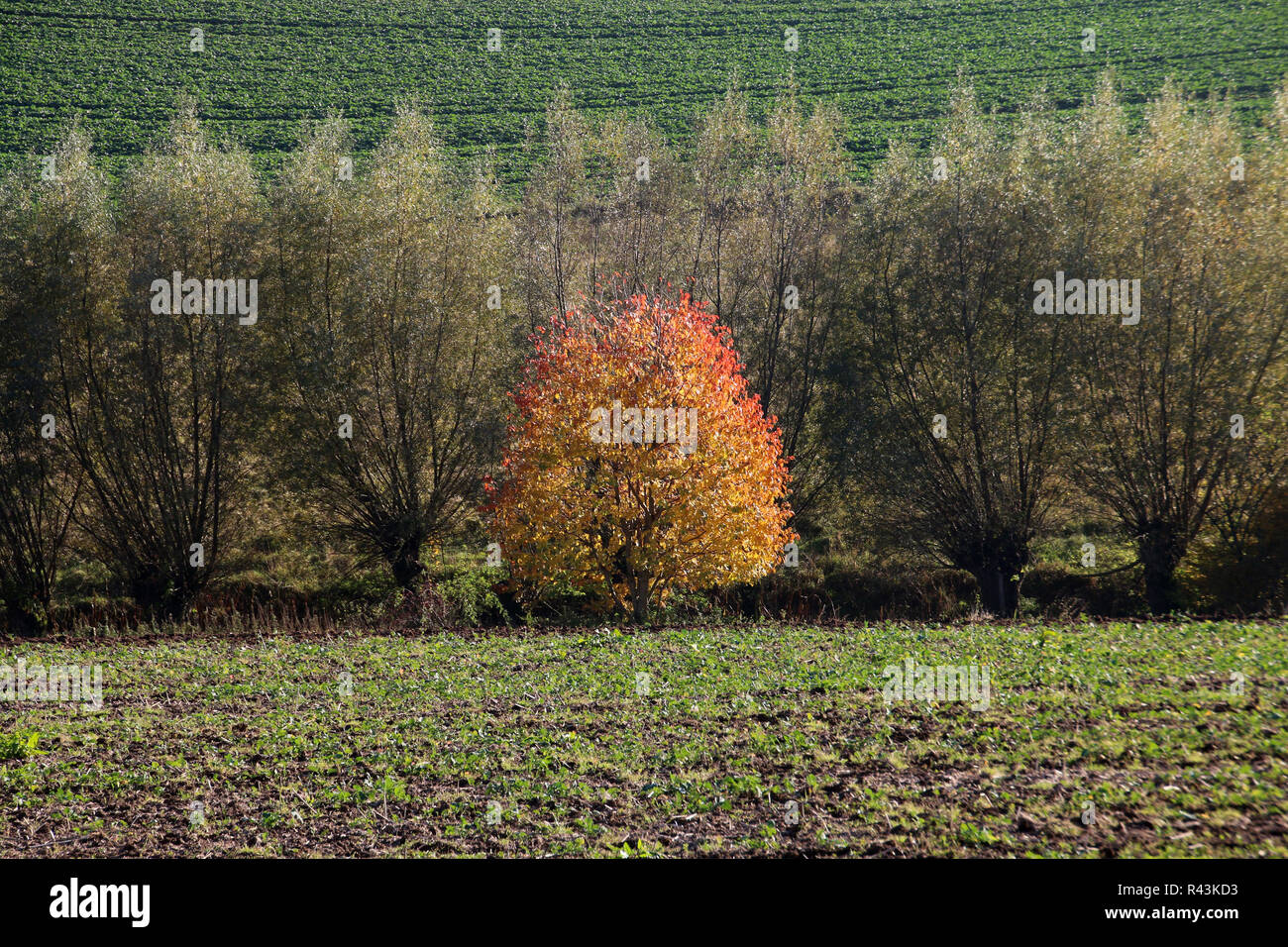 autumn landscape with tree Stock Photo - Alamy