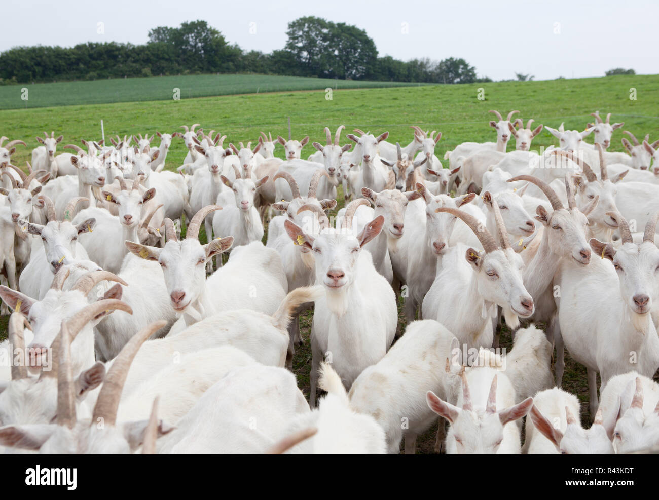 Boer goats farm hi-res stock photography and images - Alamy