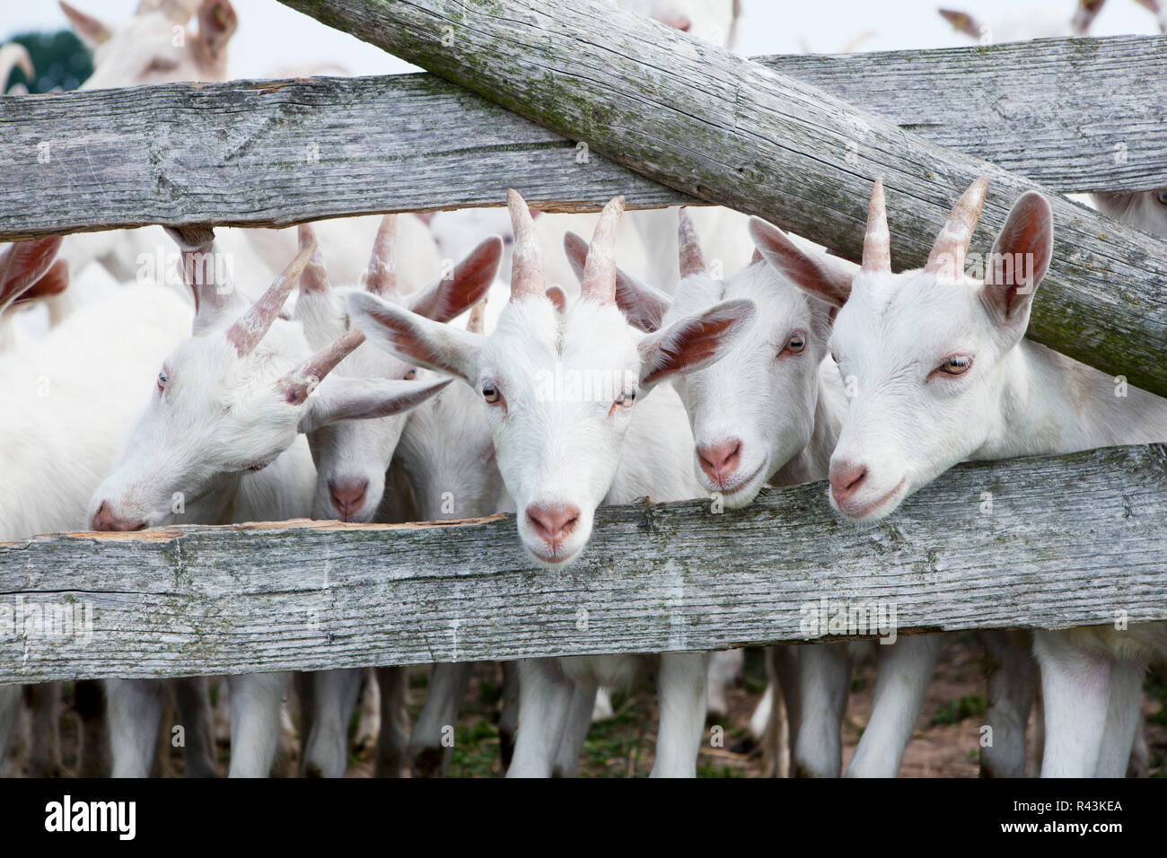 Snow goats hi-res stock photography and images - Alamy