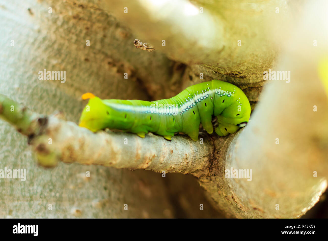 Pretty worm hi-res stock photography and images - Alamy