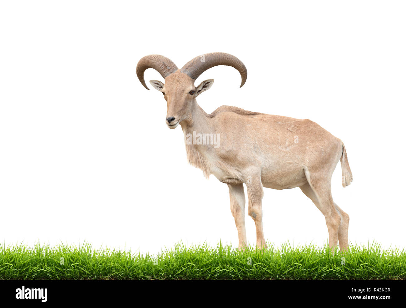 Sheep with mane at zoo hi-res stock photography and images - Alamy