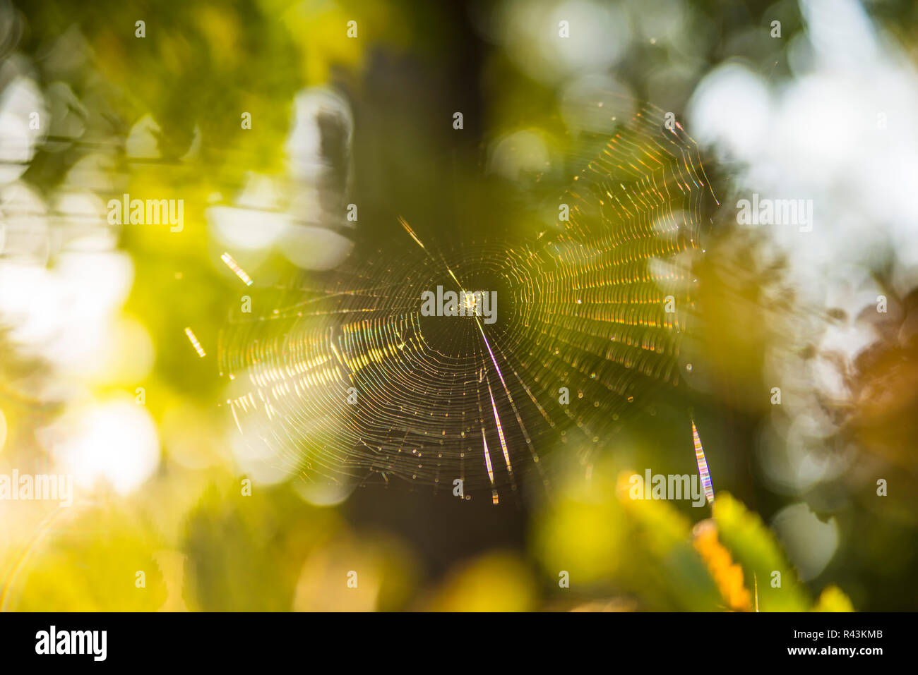 spider web in back light Stock Photo - Alamy