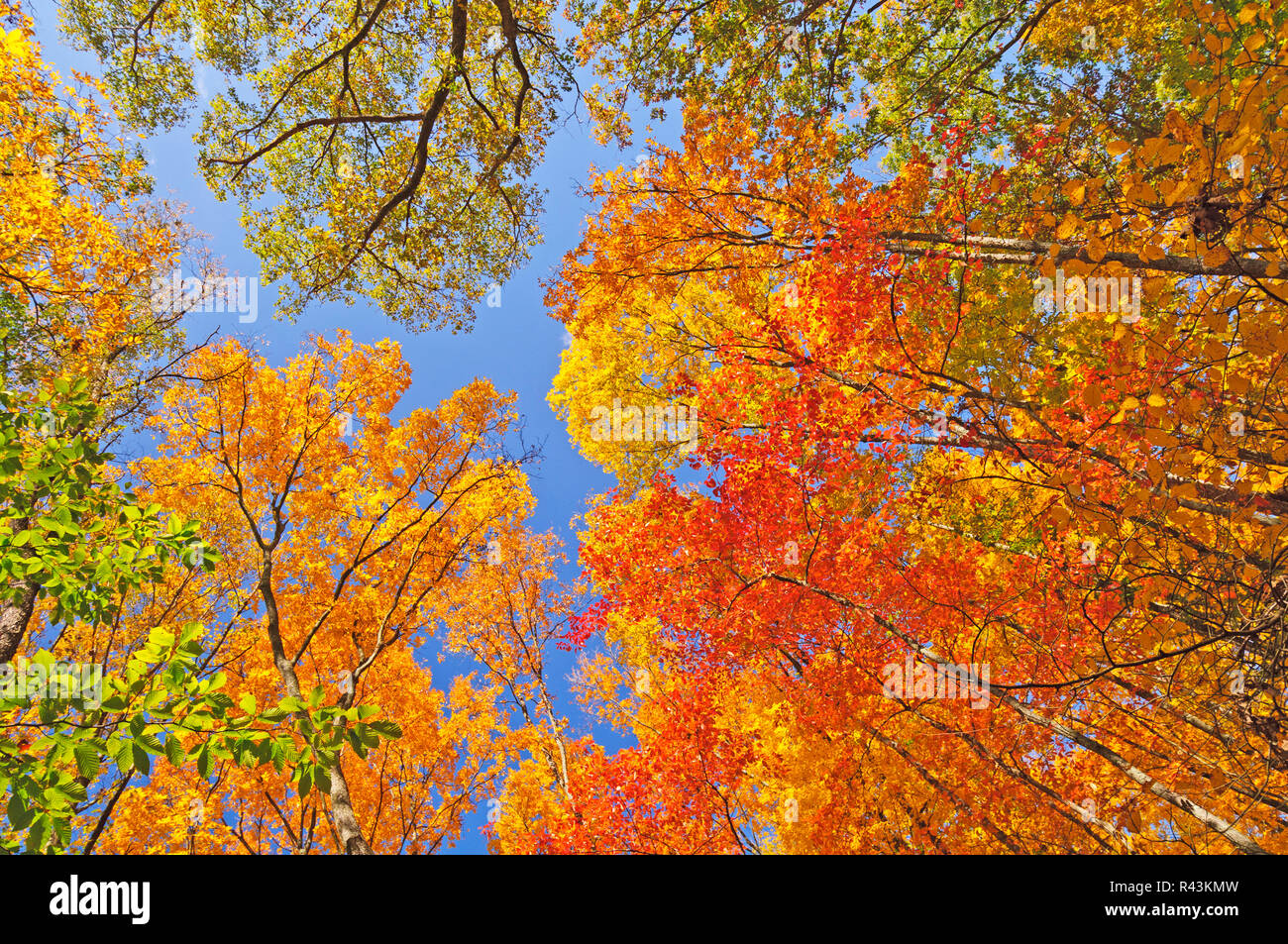 Falls Colors in the Forest Canopy Stock Photo - Alamy