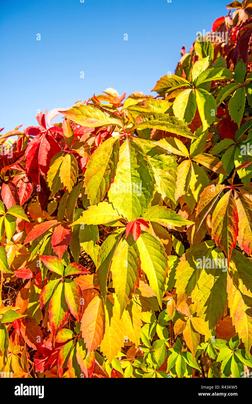 wild vines leaves at an old wall in autumnal colors Stock Photo - Alamy