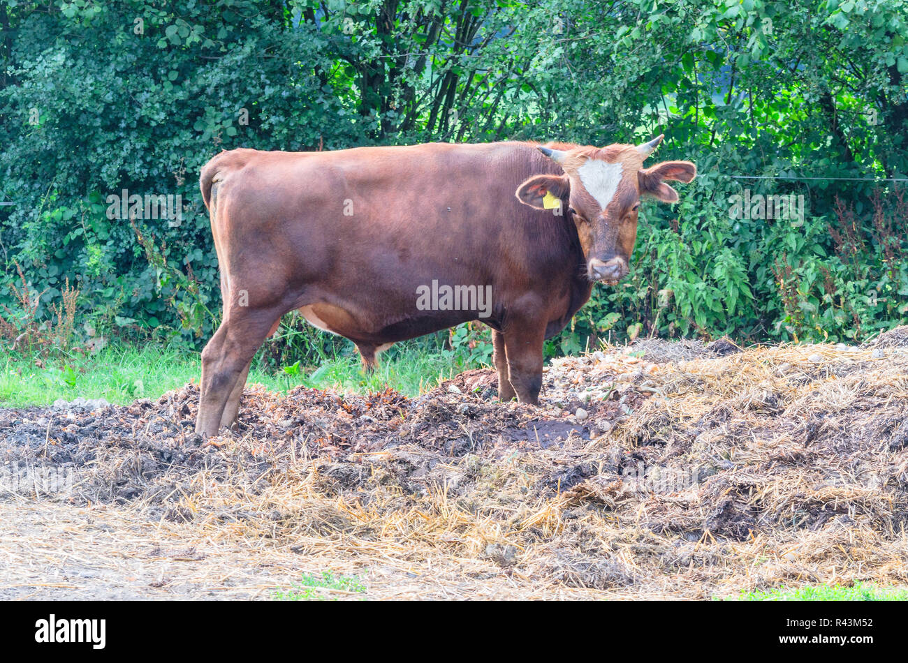 Angus stier hi-res stock photography and images - Alamy