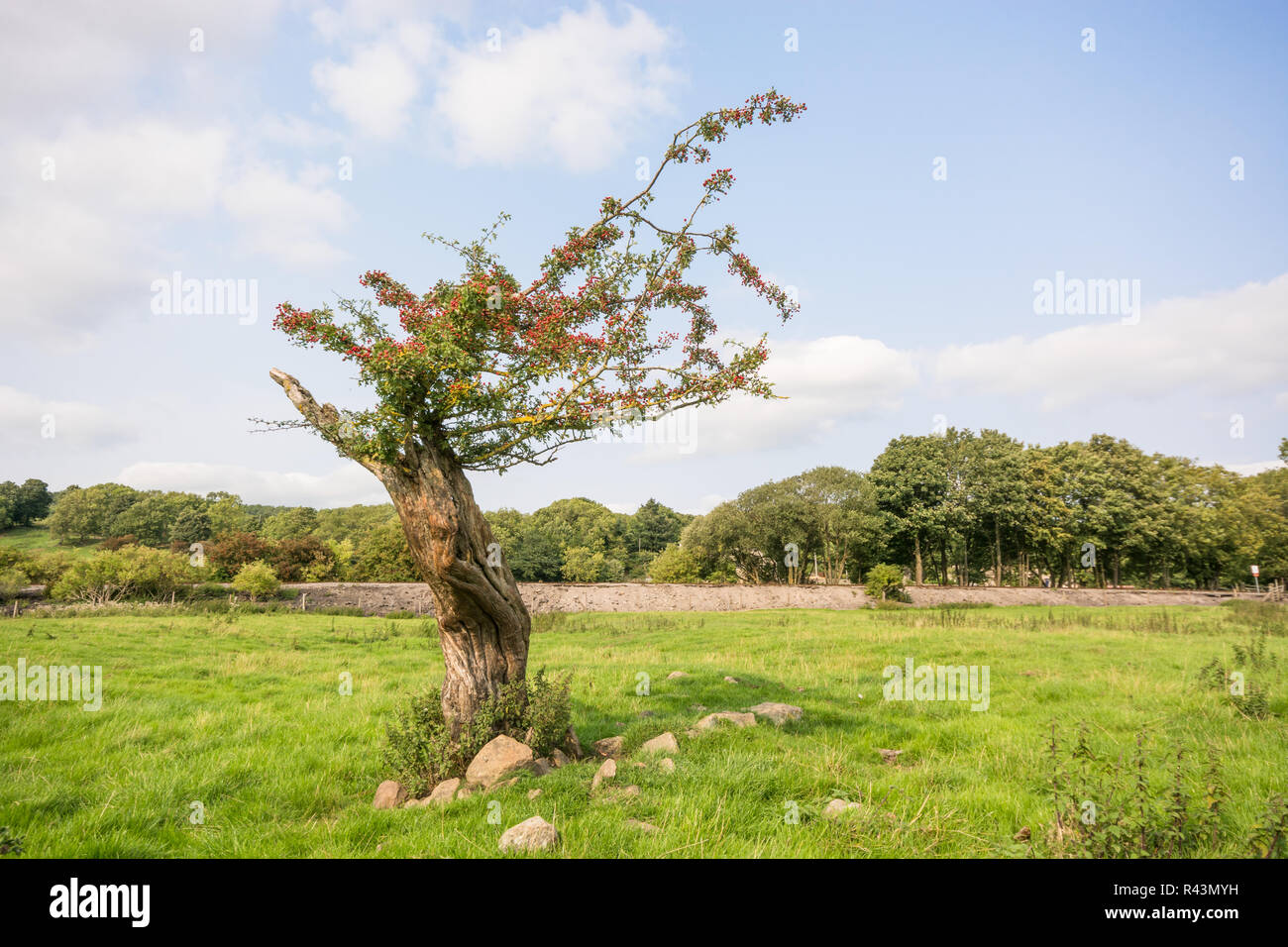 Twisted Hawthorn tree Stock Photo - Alamy