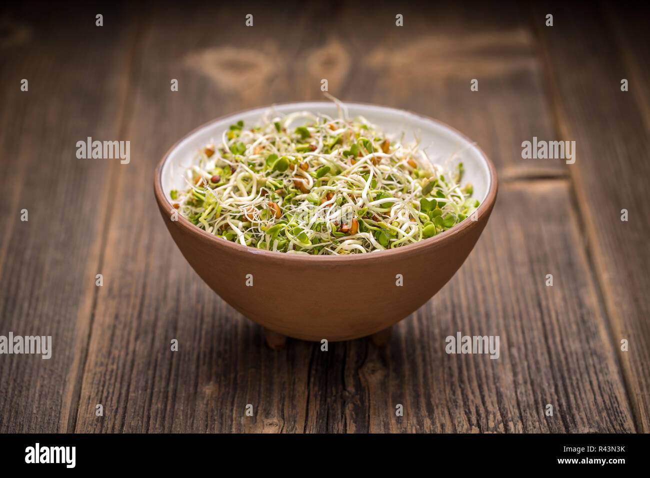 Lucerne sprout hi-res stock photography and images - Alamy